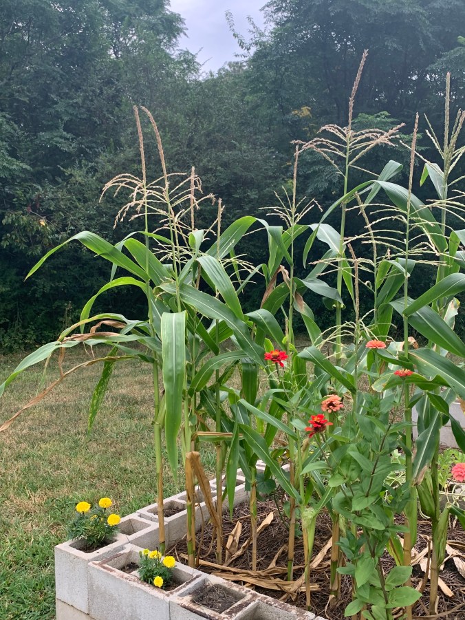 Does Looking at Corn Make You Wanna Praise the Lord? | Servant Girl Stories