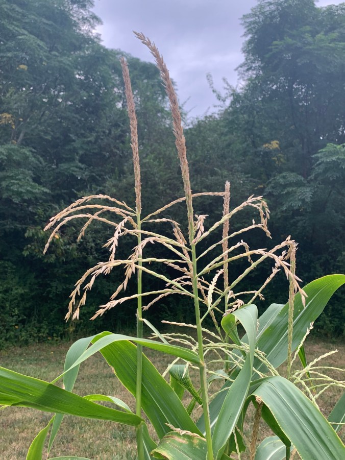 Does Looking at Corn Make You Wanna Praise the Lord? | Servant Girl Stories