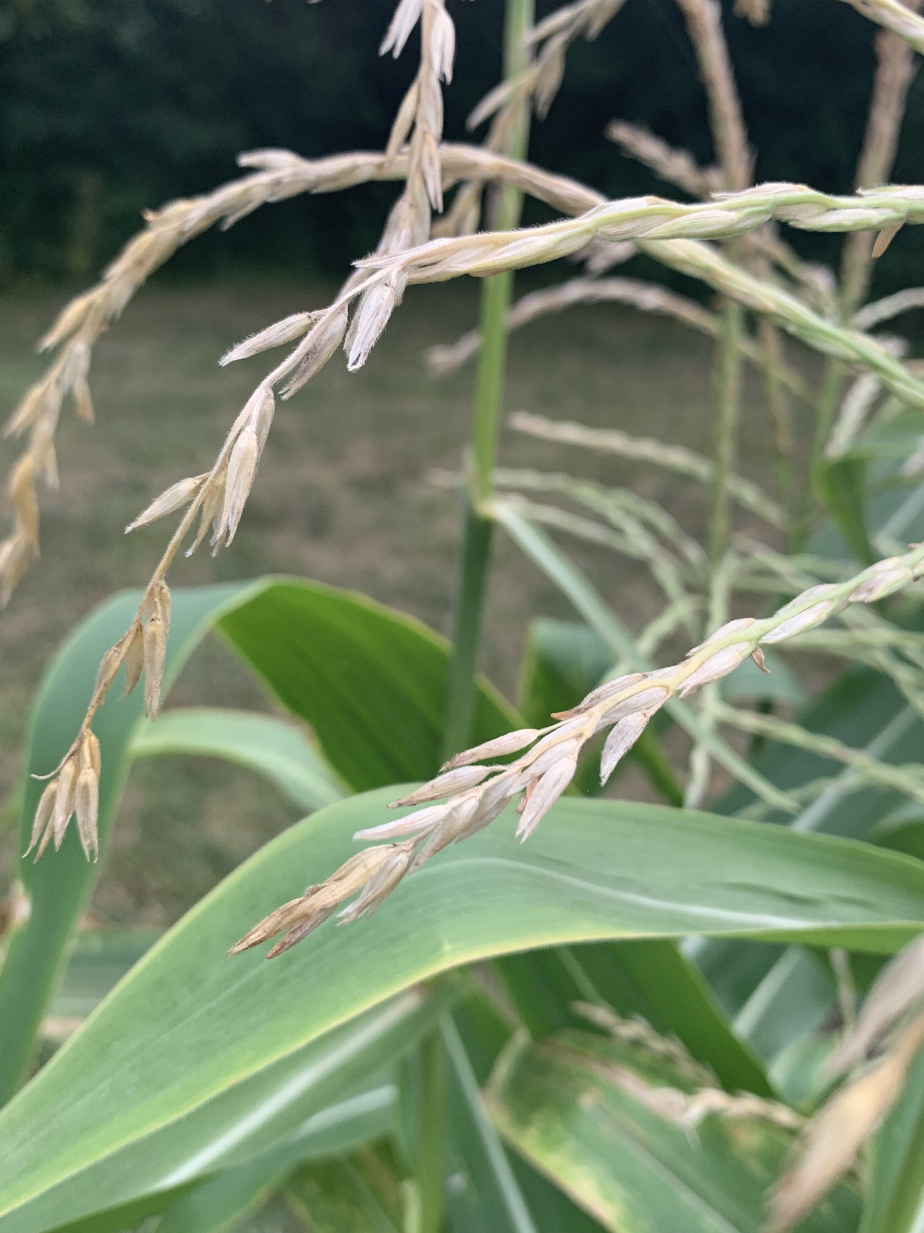 Does Looking at Corn Make You Wanna Praise the Lord? | Servant Girl Stories